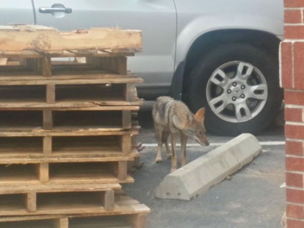 Workers snapped this photo of a coyote near Westcott and Memorial Drive ...