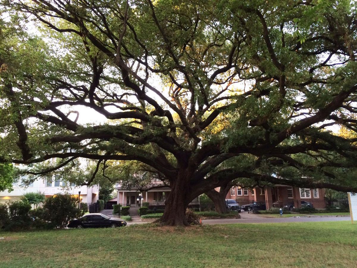 The estimated 300-year-old tree is to center a 5,000-square-foot ...