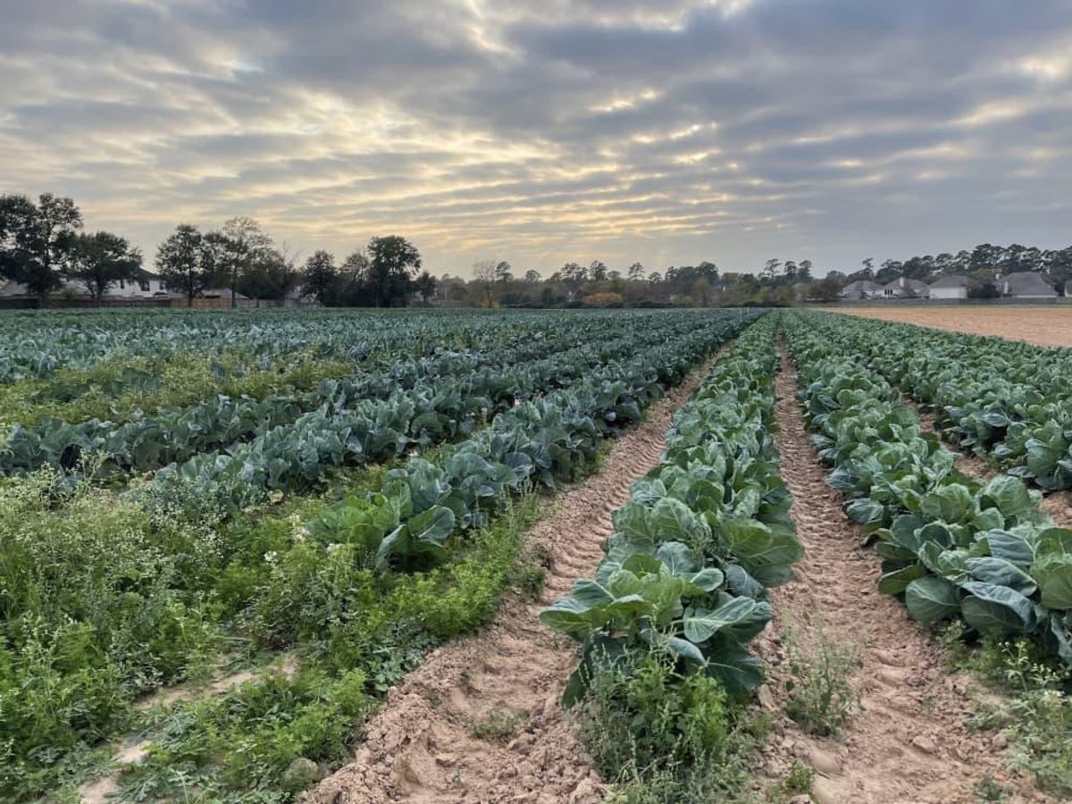 Atkinson Farm covers about 100 acres in Spring. - CultureMap Houston