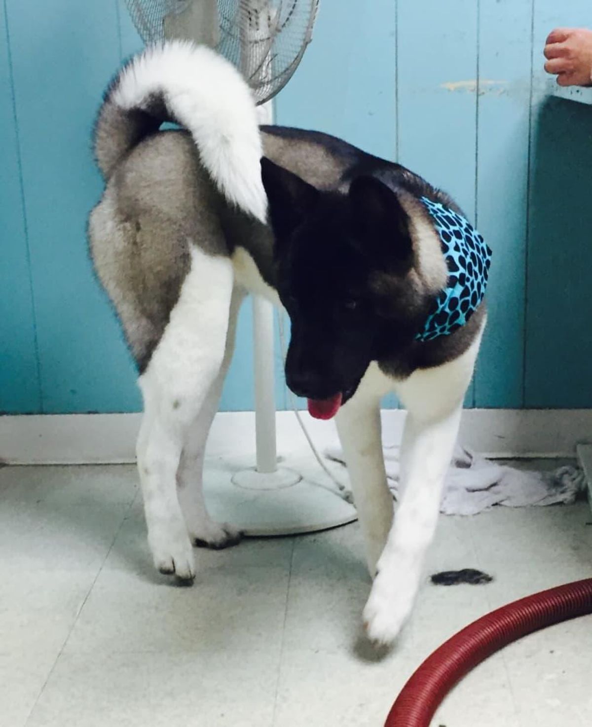 Drake's Akita, named Diamond, was the star of the show at John Andrews ...