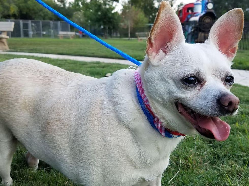 Wanda the dog riffs on Casey Curry, America's Got Talent, kids football ...