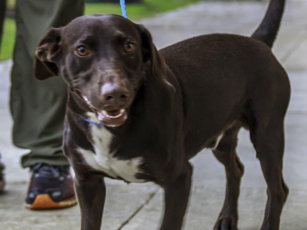 Choco the dog dishes on TV pundits, casting a Houston movie and Jack ...