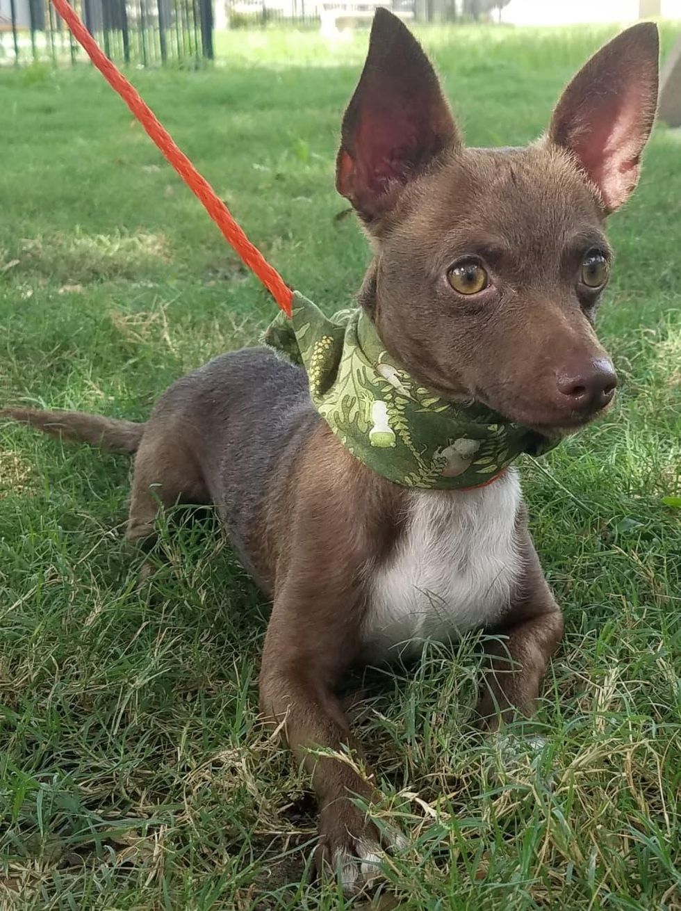 Fizz is bubbly over the eclipse, Charlie Pallilo, and Denny's pancakes ...