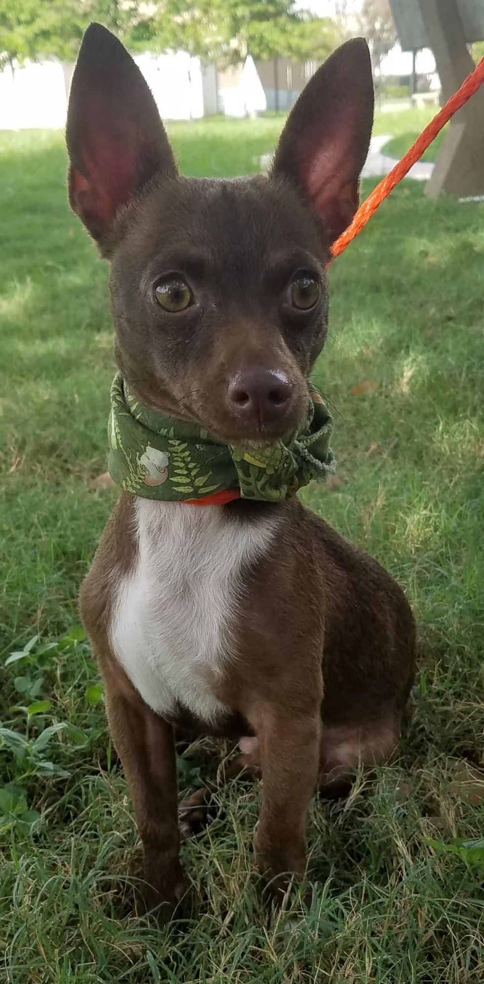 Fizz is bubbly over the eclipse, Charlie Pallilo, and Denny's pancakes ...