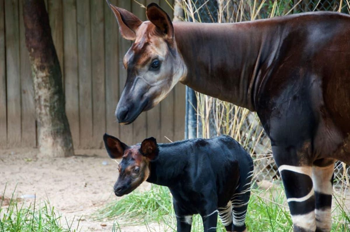 A young okapi and mom. - CultureMap Houston