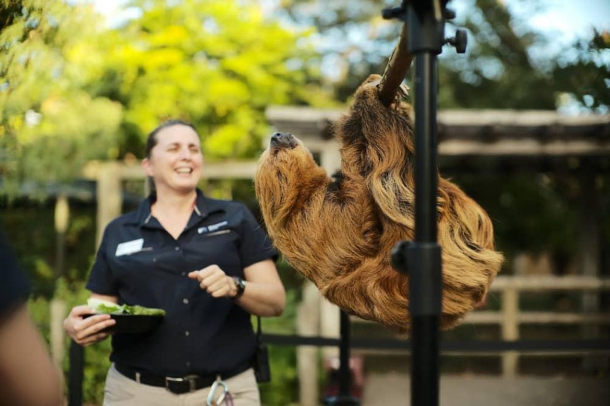 A Curly sloth. - CultureMap Houston