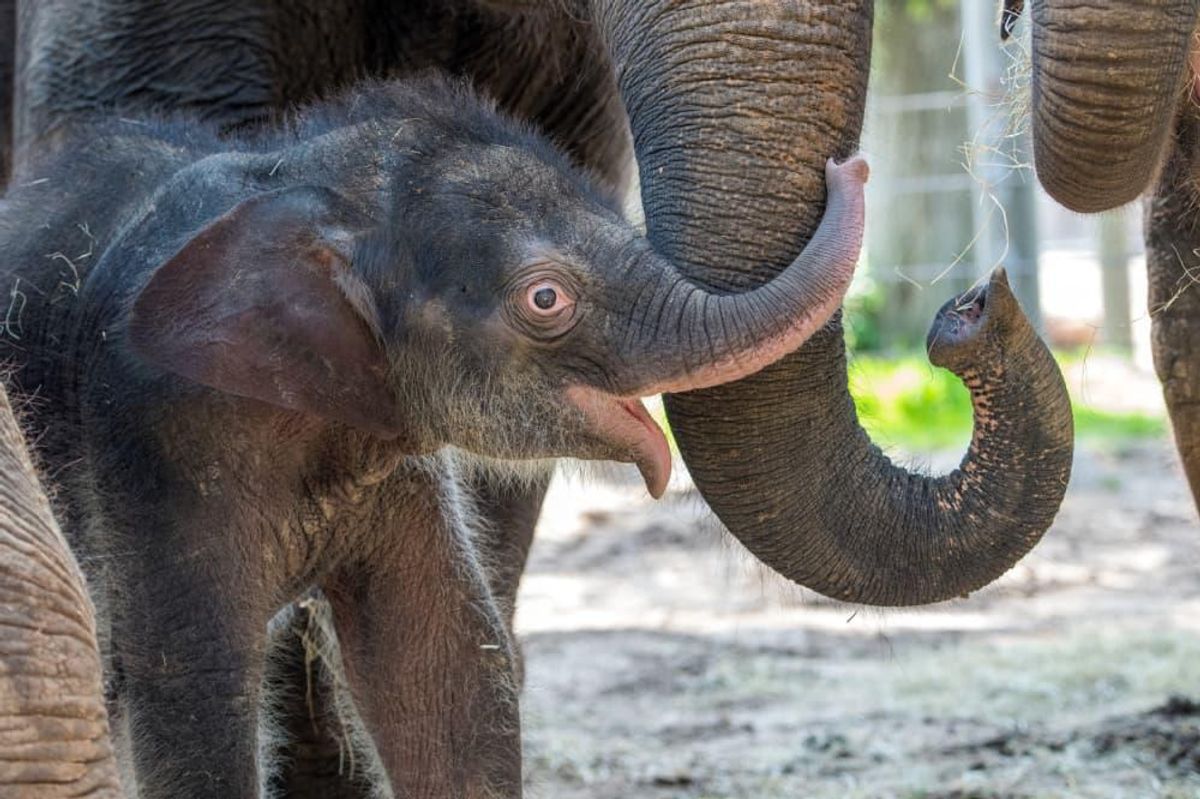Baby elephant Nelson is now nearly 1,000 pounds. - CultureMap Houston