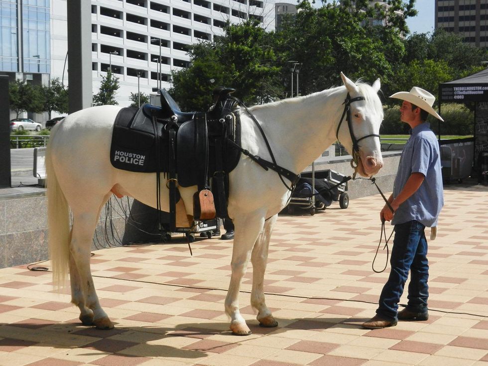 High-Ho Silver! Lone Ranger's trusty horse visits Houston in advance of ...