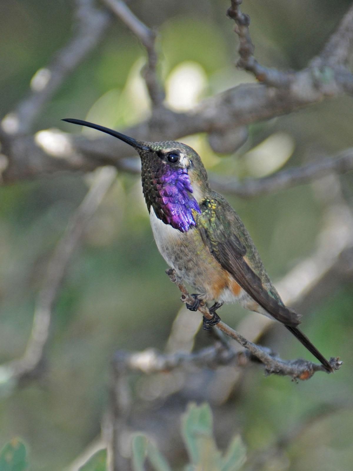 An adult male Lucifer Hummingbird in the Davis Mountains - CultureMap ...