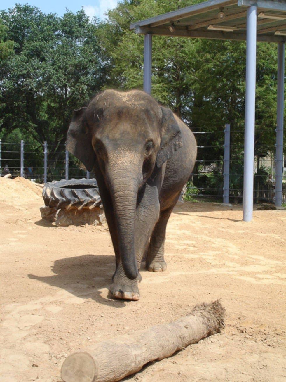 A Situation with a trunk: Baby elephant Baylor becomes a reality TV ...