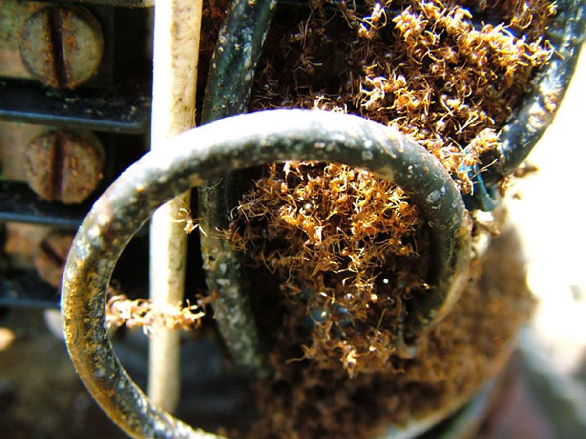 Rasberry crazy ants in action. - CultureMap Houston