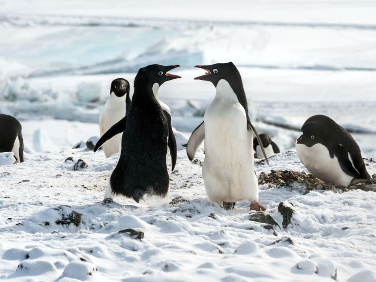 Scene from DisneyNature's Penguins. - CultureMap Houston