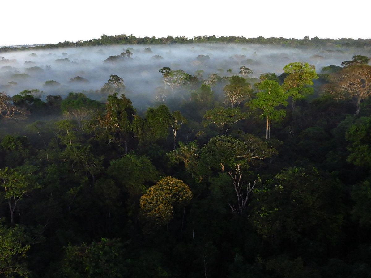 In Brazil, beautiful rainforests stand as far as the eye can see ...