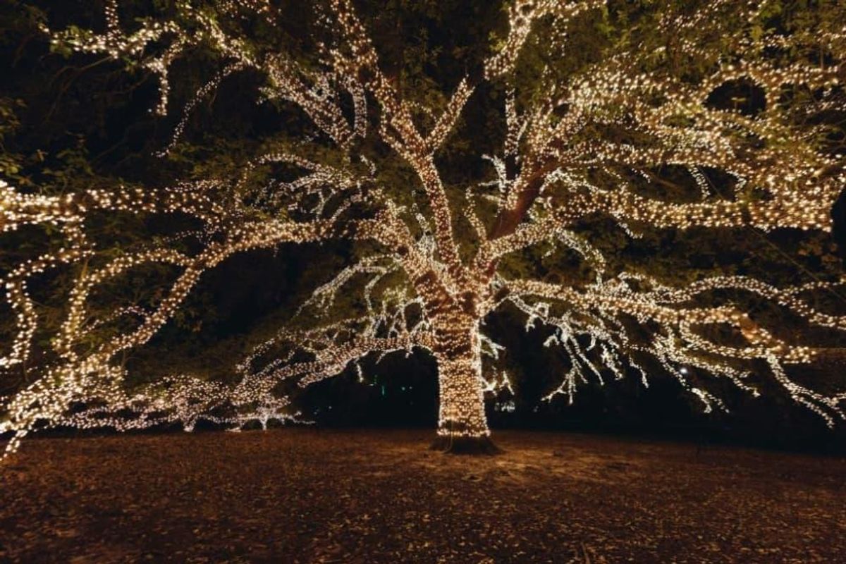 The Houstonian Hotel's lit trees create a wondrous winter wonderland ...