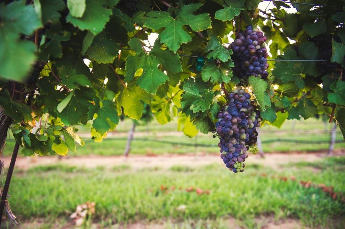 Take part in a grape stomp. - CultureMap Houston